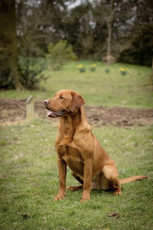 Well bred working KC Labrador puppies | GunDogsDirect