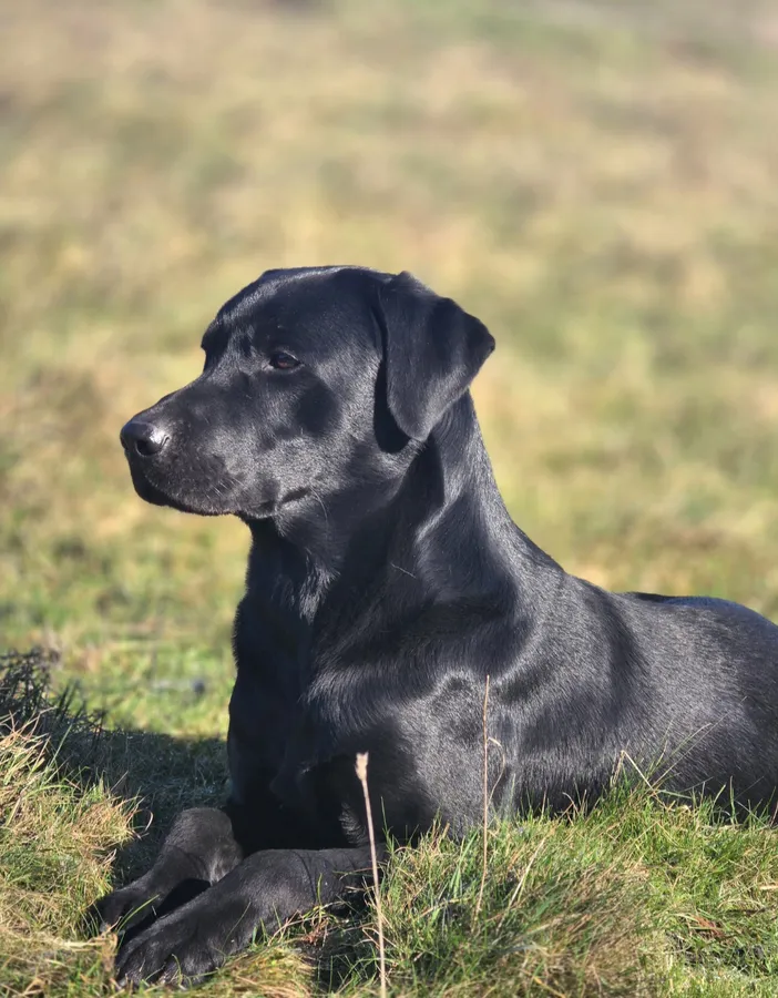 Fully health tested stud dog | GunDogsDirect