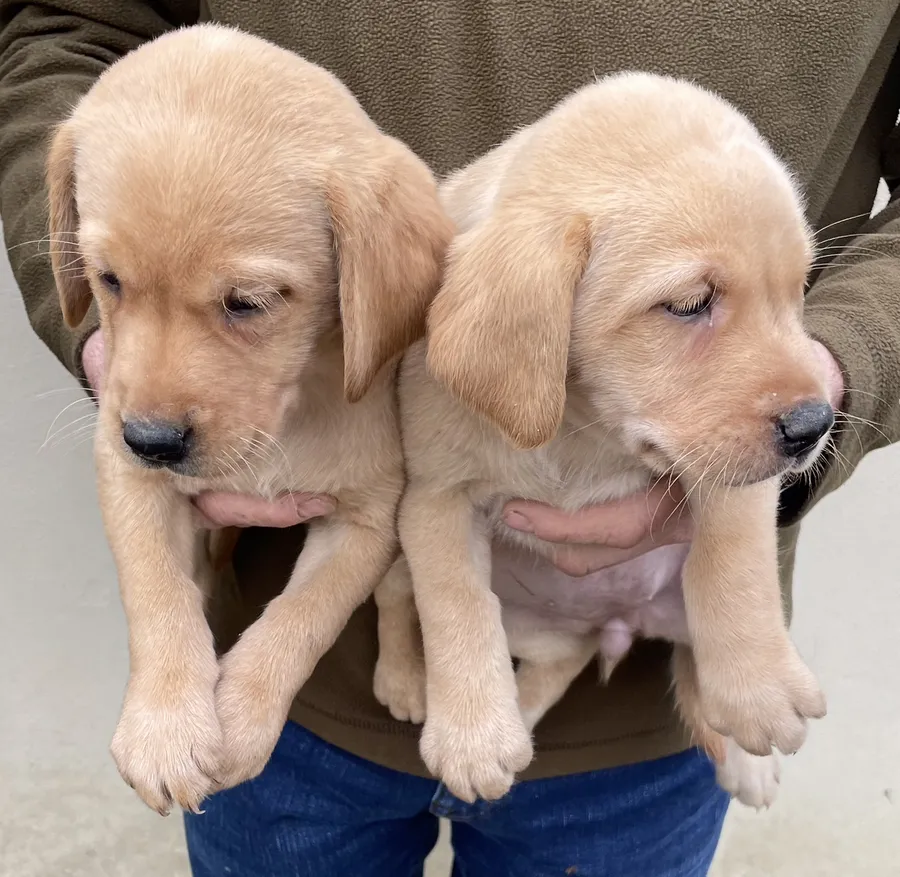 Well bred working KC Labrador puppies | GunDogsDirect