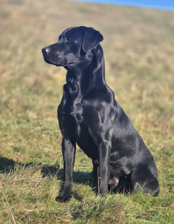 Fully health tested stud dog | GunDogsDirect