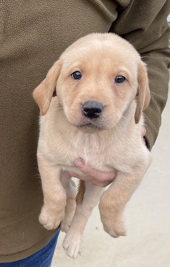 Well bred working KC Labrador puppies | GunDogsDirect