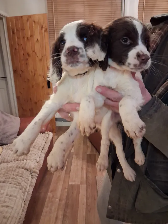 KC registered springer spaniel puppies ready to go | GunDogsDirect
