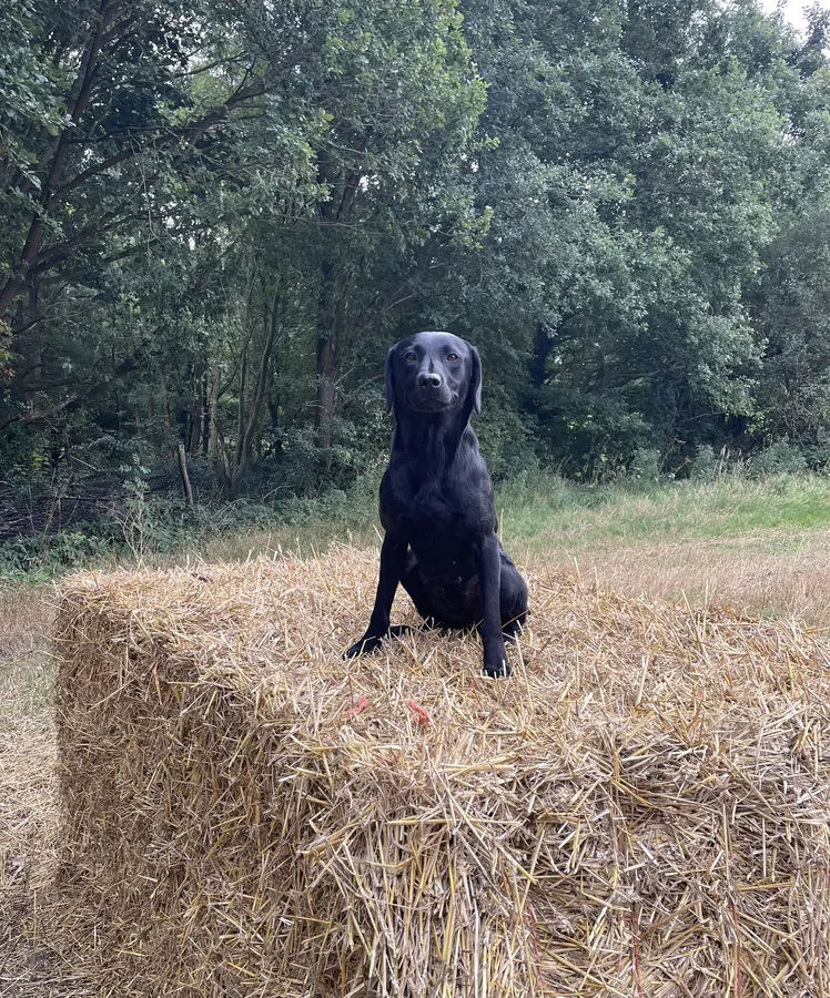 Well bred working KC Labrador puppies | GunDogsDirect