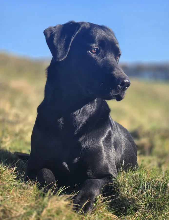 Fully health tested stud dog | GunDogsDirect